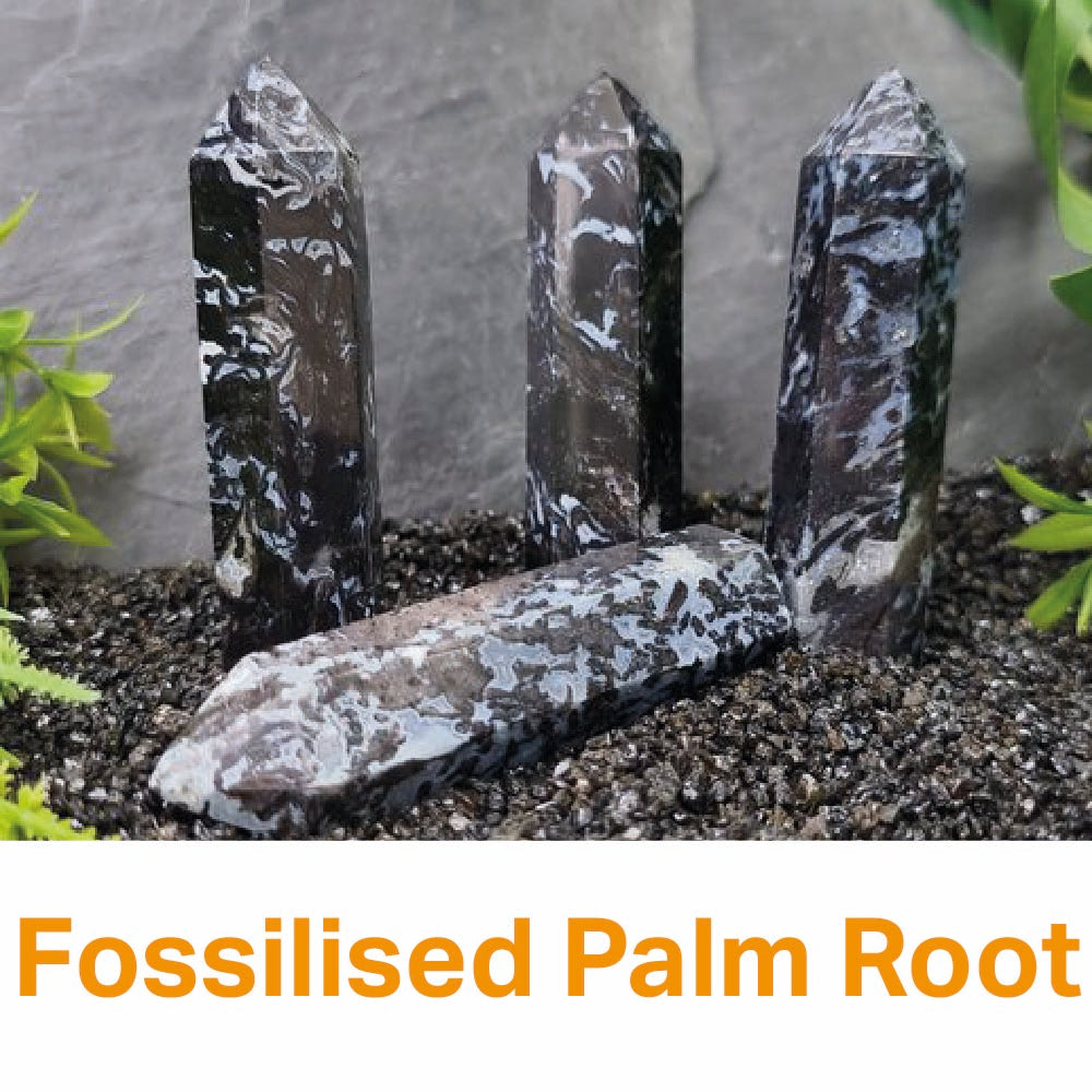 Fossilised Palm Root Info – Rocks & Rubies